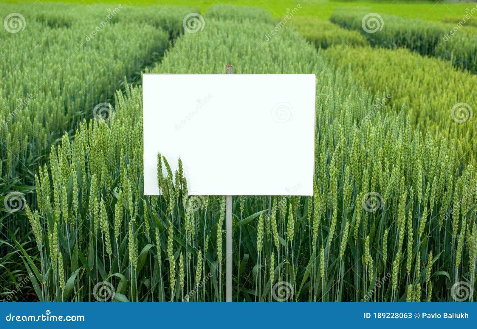Demo Varieties of Winter Barley Sectors with Pointers Stock Image ...