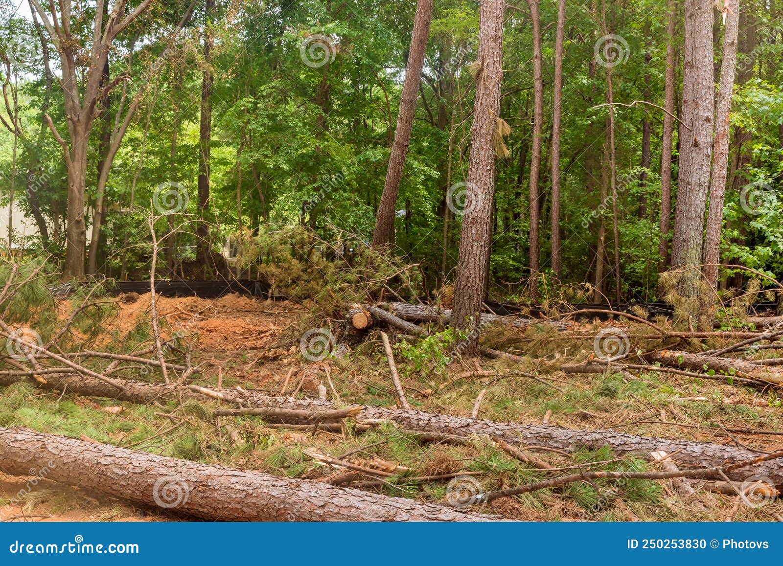 New Development Clearing on Forest Property Clearing Big Tree Root ...