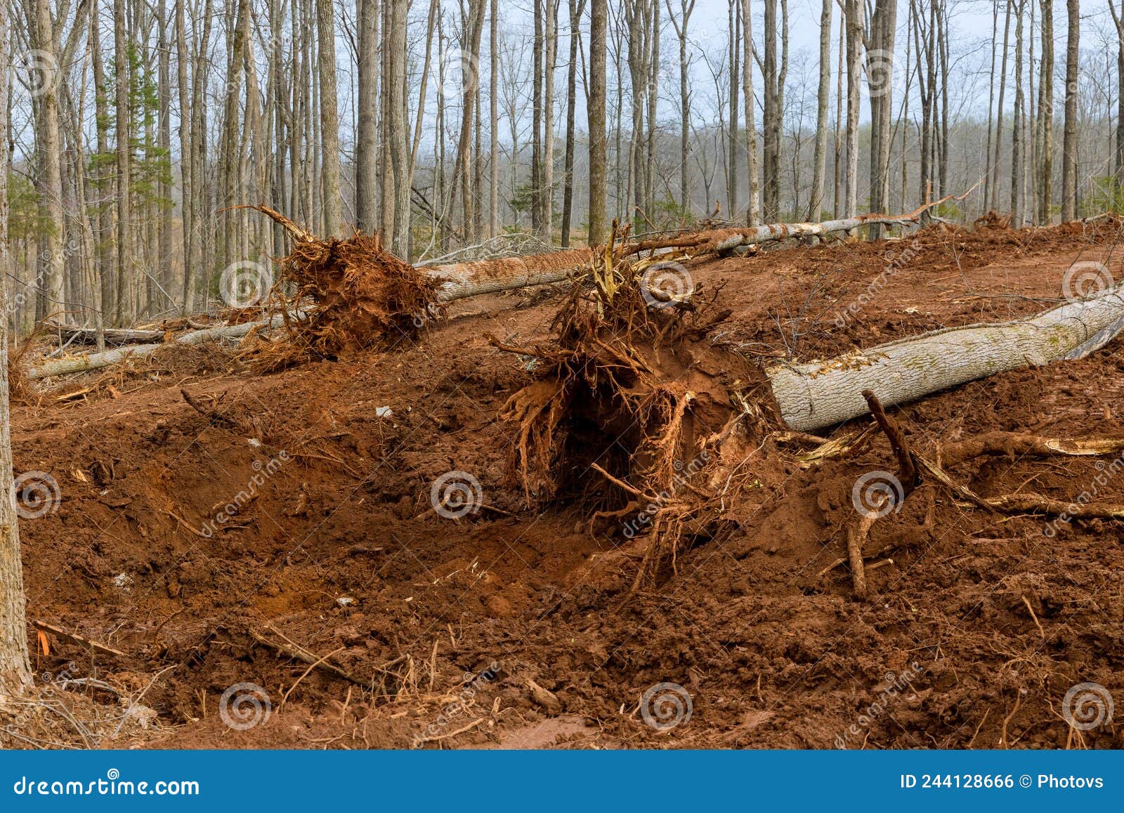 New Development Clearing on Forest Property Clearing Big Tree Root ...