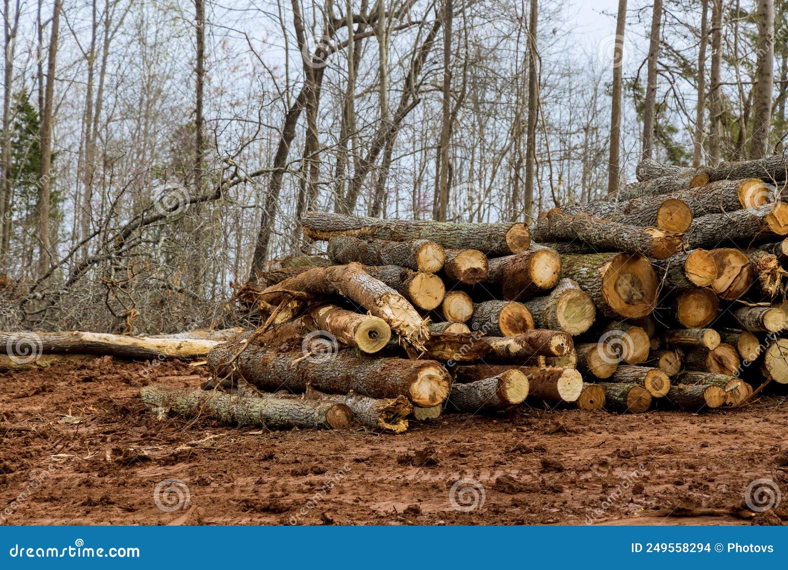 New Development with Trees Have Been Cleared on Land Stock Photo ...