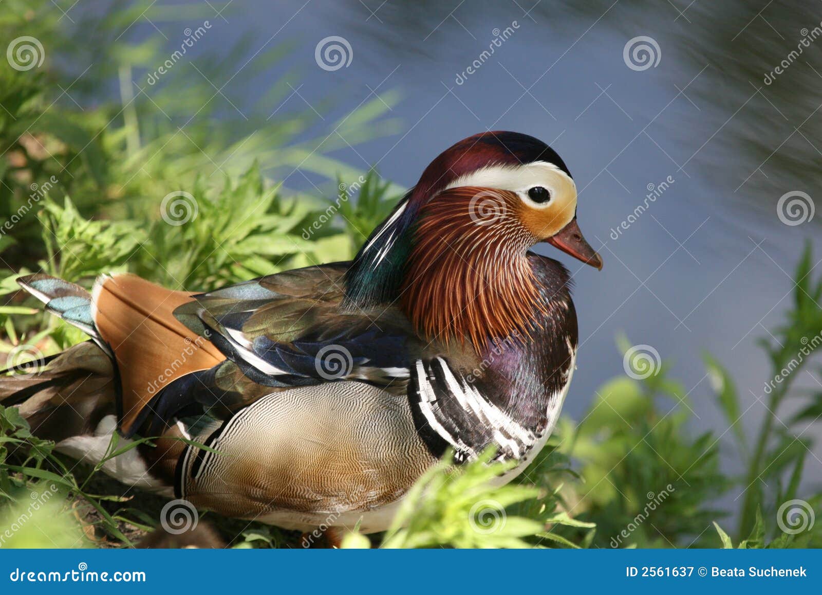 New duck stock image. Image of surface, bird, beauty, nature - 2561637