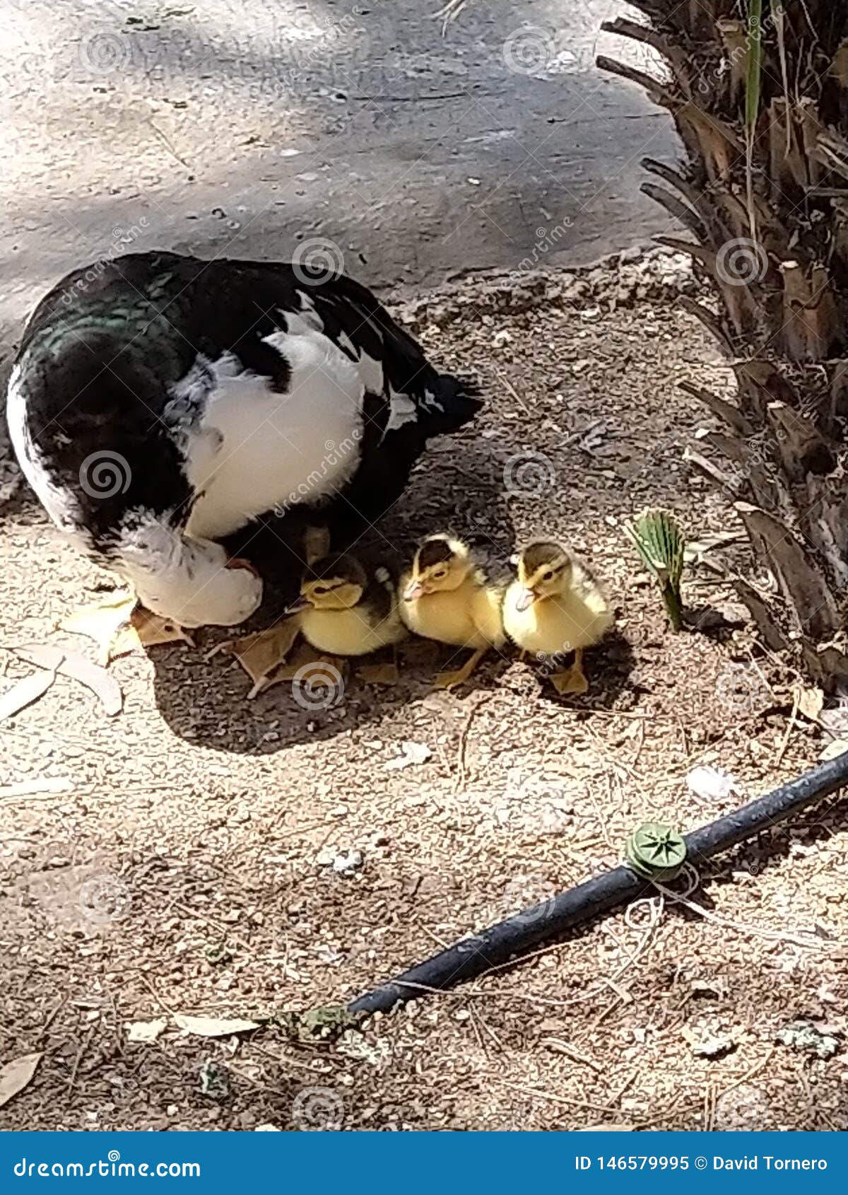 New ducks in the world stock image. Image of ducks, little - 146579995