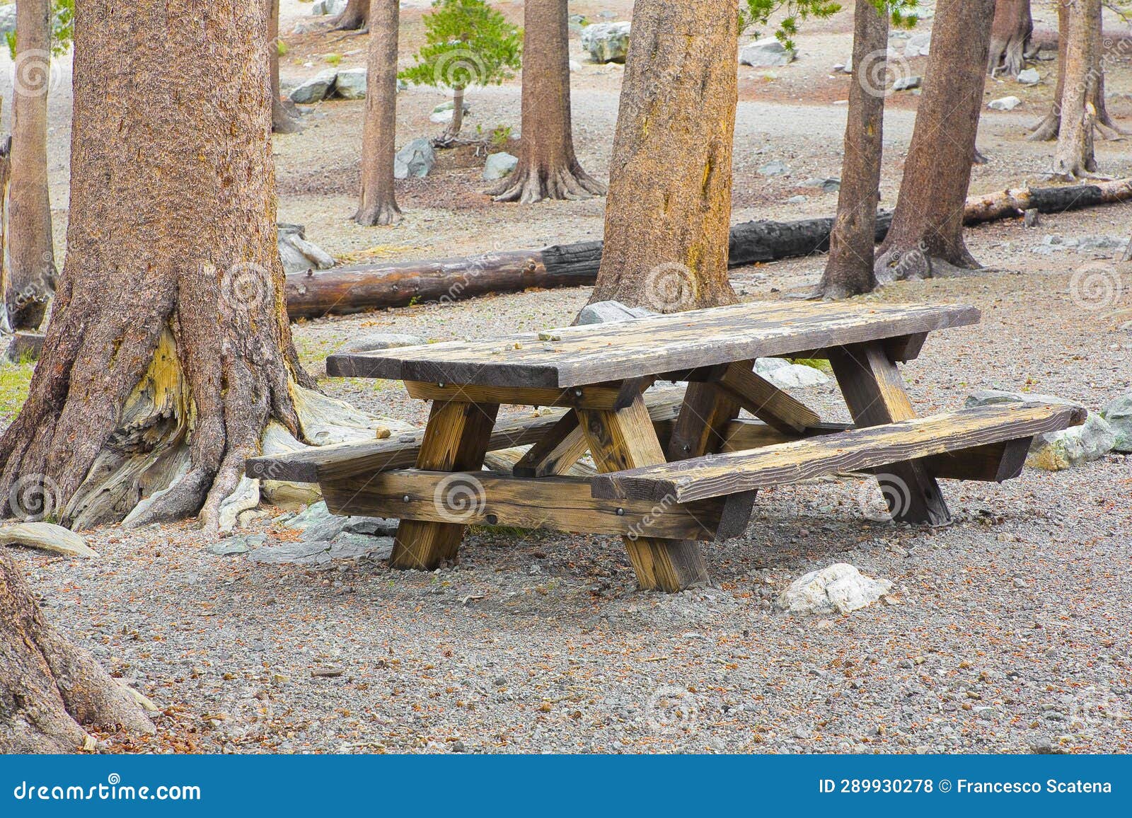 New Empty Picnic Wooden Table in a Wood with Trees Stock Photo - Image ...