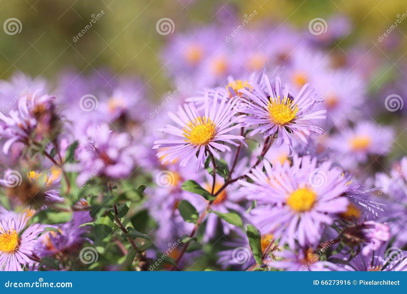 New England Aster stock photo. Image of england, wildflowers - 66273916