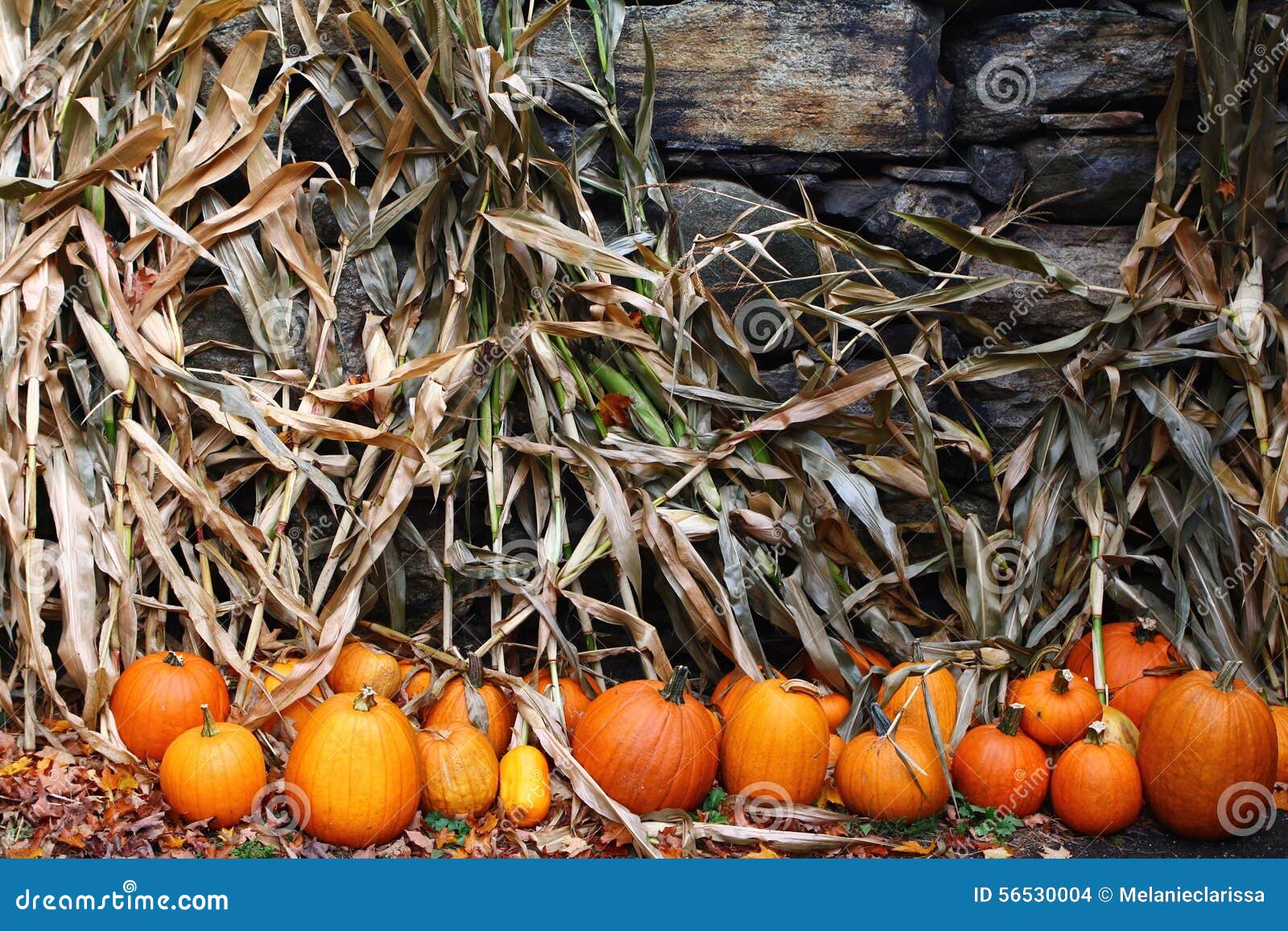 New England Fall Harvest Pumpkins Stock Photo - Image of corn, fall ...
