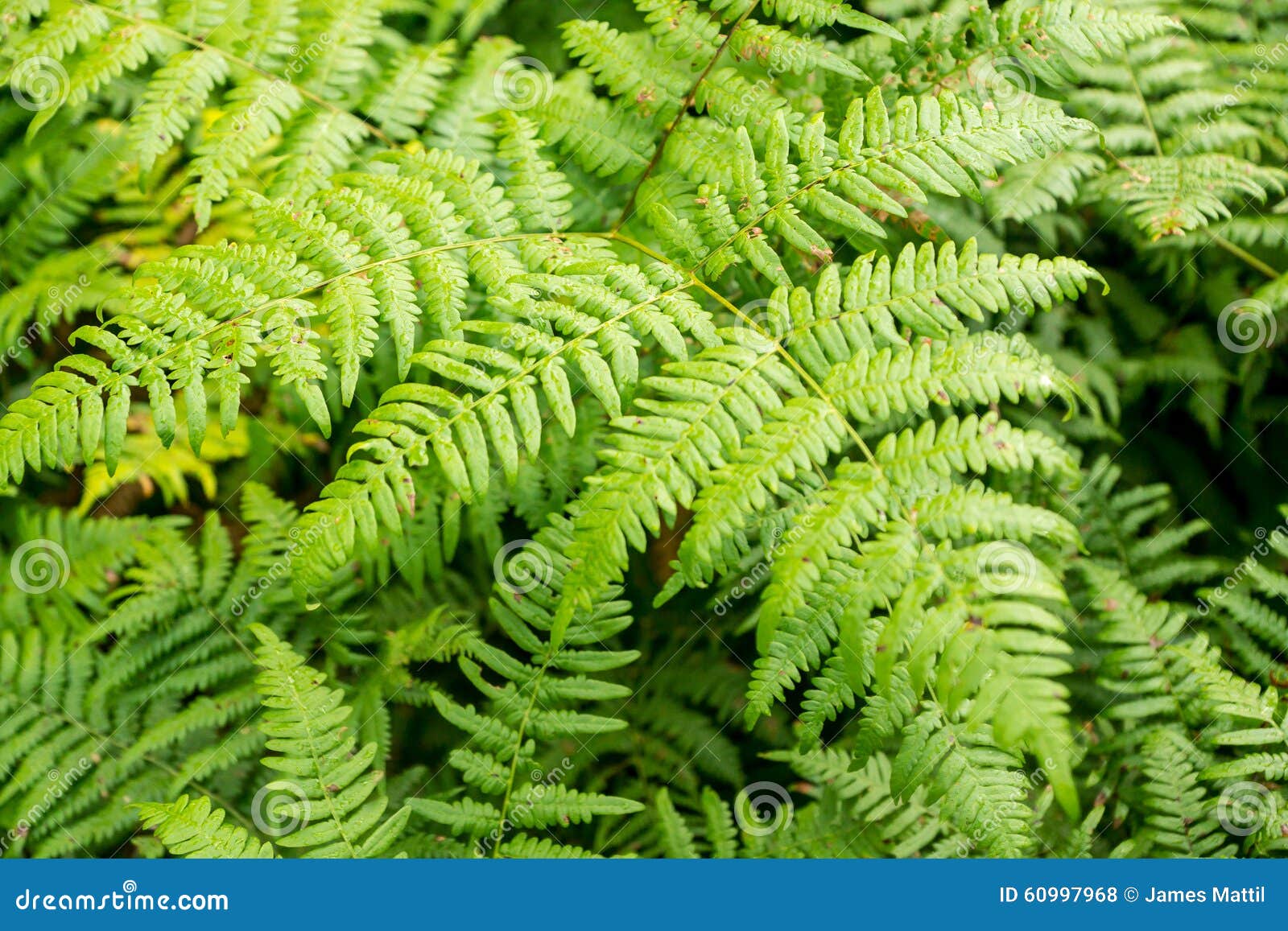 New England Ferns stock photo. Image of fern, pattern - 60997968