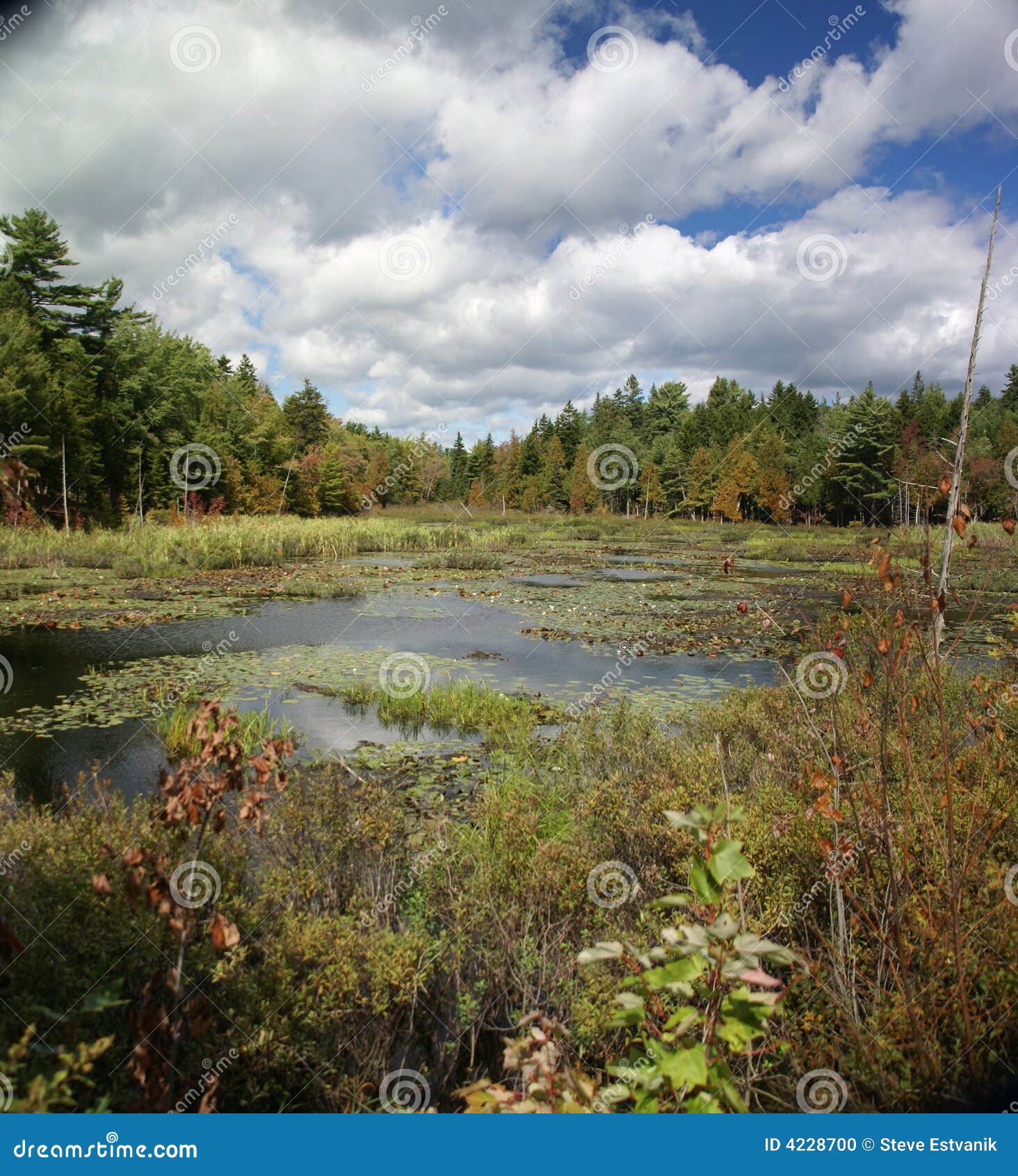 New England Marsh & Lily Pond Stock Photo - Image of lilypads, water ...