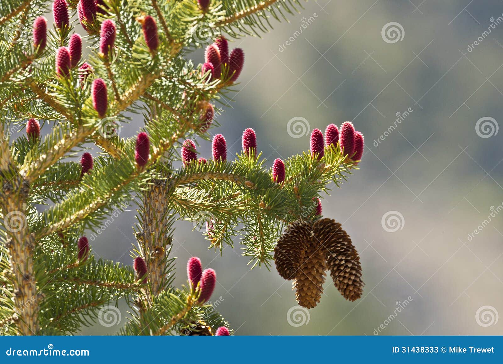 New Evergreen pine cones. stock image. Image of spring - 31438333