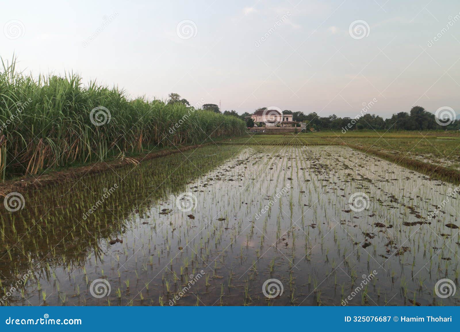 A New Farm of Rice Field beside of Sugarcane Farm Stock Image - Image ...