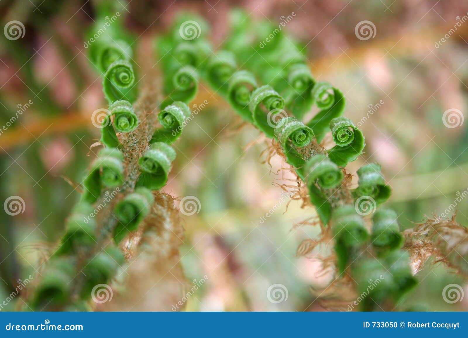 New Fern stock photo. Image of circle, frond, life, spring - 733050