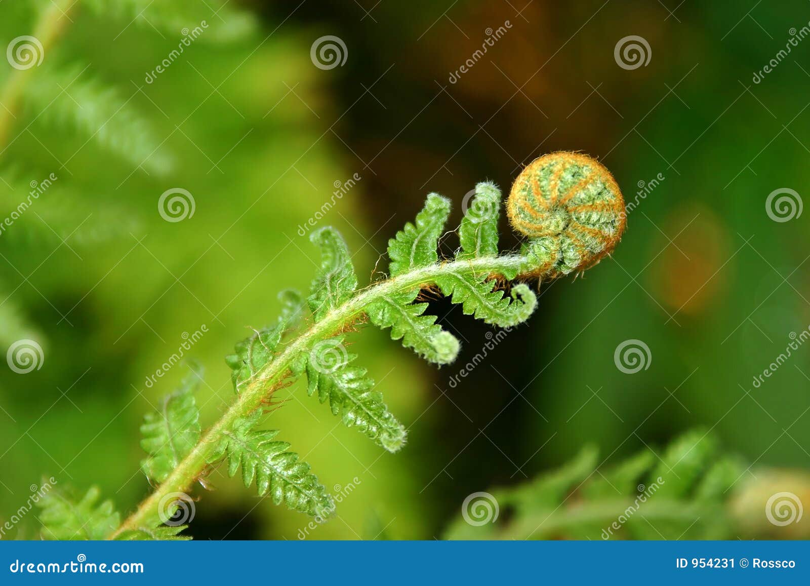 New Fern stock image. Image of leaf, fern, ferny, detail - 954231