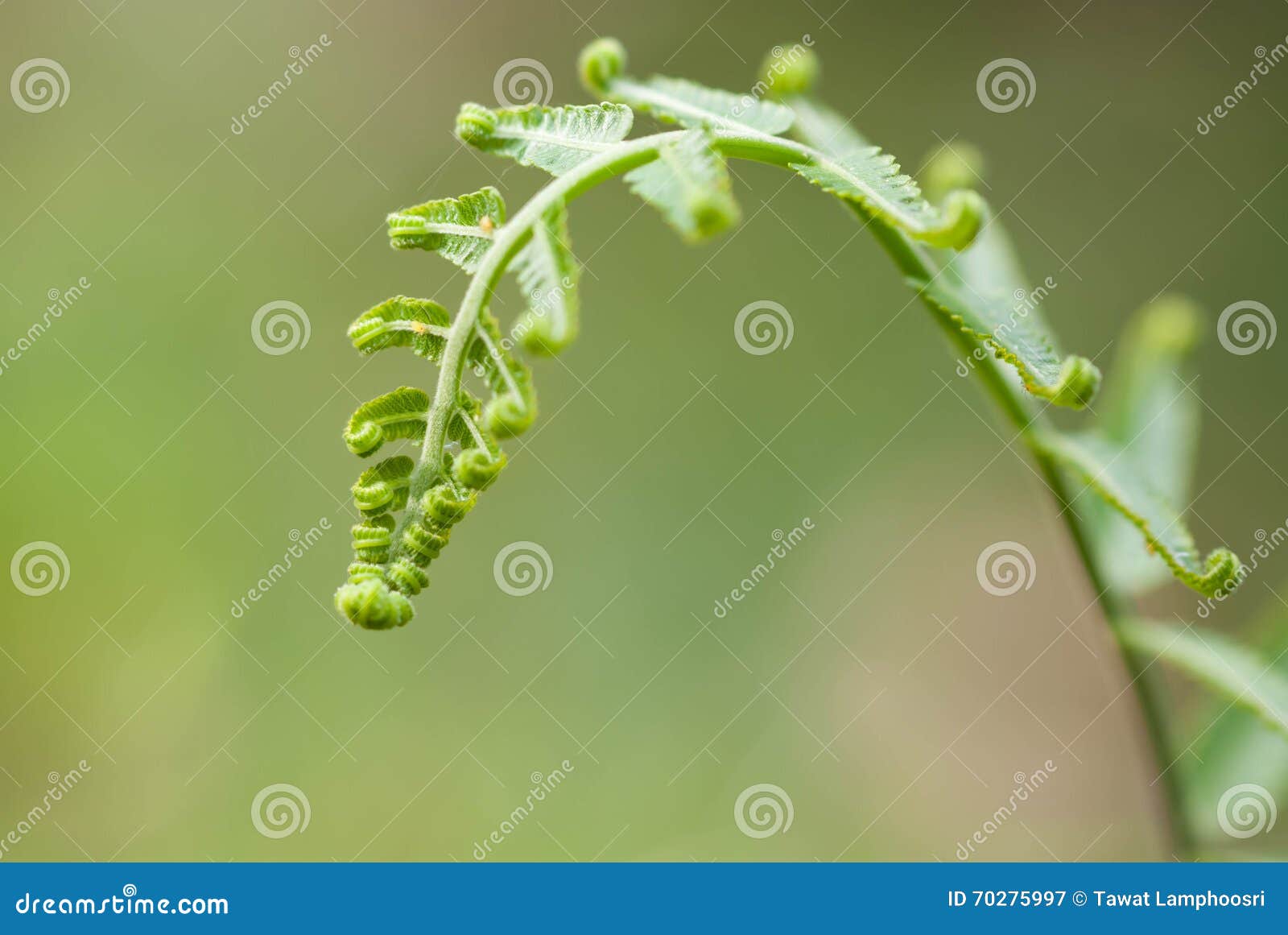 New Fern stock image. Image of beginnings, spiral, closeup - 70275997