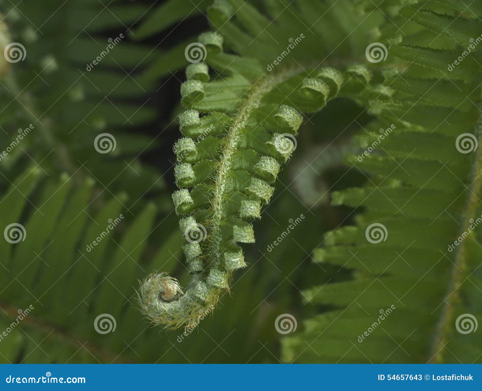 New Fern Frond stock image. Image of botanical, hairy - 54657643