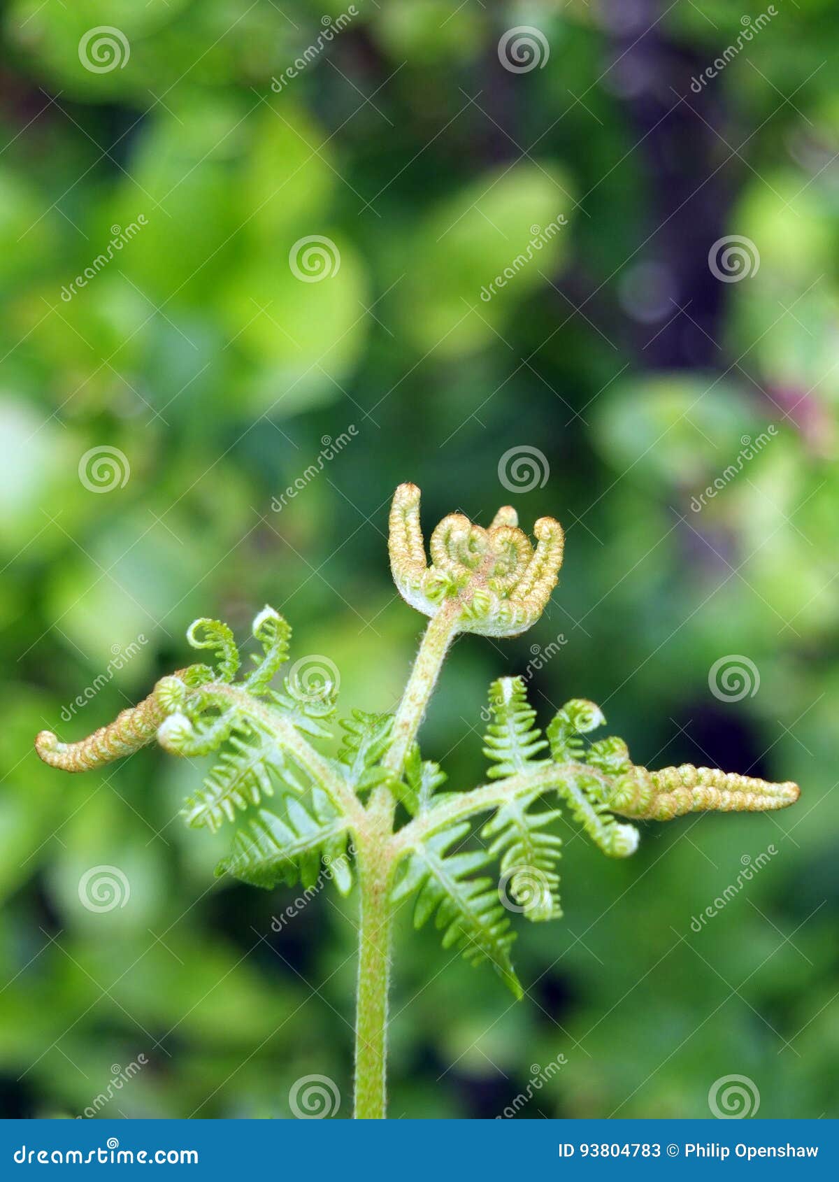 New Fern Frond Uncoiling in Spring Stock Image - Image of desktop ...