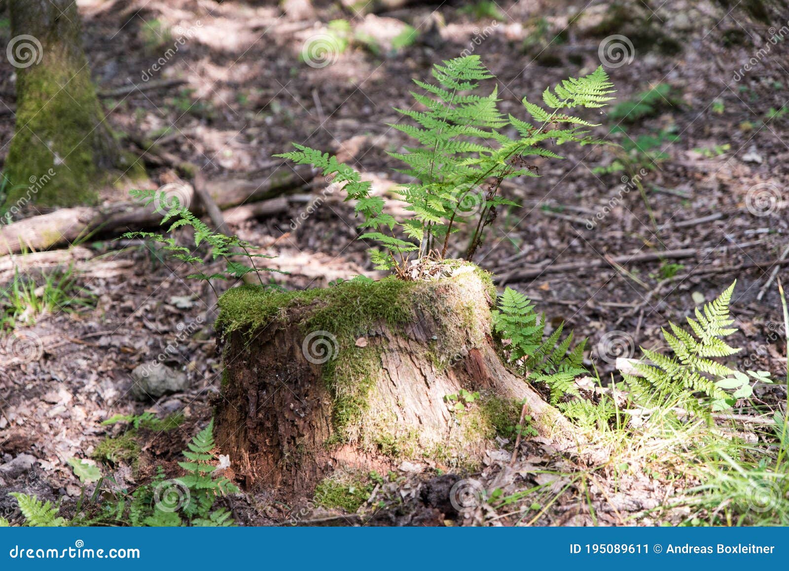 New Fern Growing on Dead Tree Stock Image - Image of growth, fresh ...