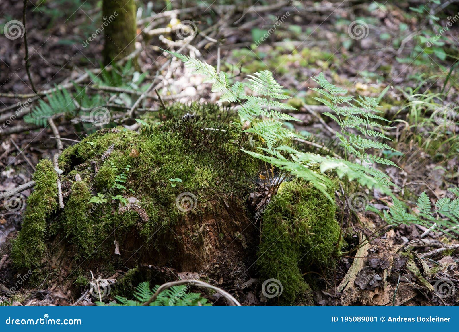 New Fern Growing on Dead Tree Stock Image - Image of fern, life: 195089881
