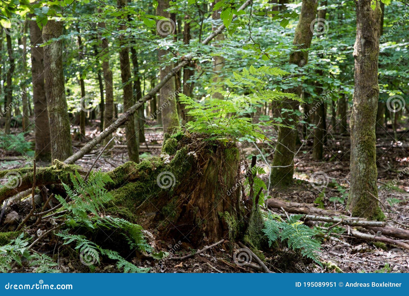 New Fern Growing on Dead Tree Stock Image - Image of natural, moss ...