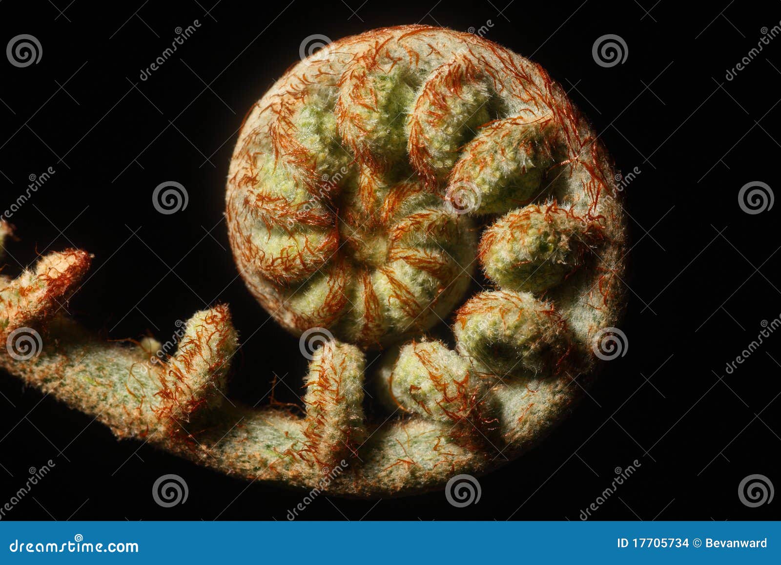 New Fern Leaf stock photo. Image of plant, growing, green - 17705734