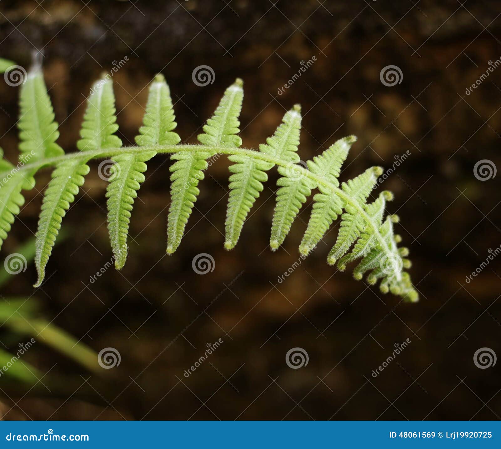 New Fern Leaf stock image. Image of spiral, sweetspot - 48061569