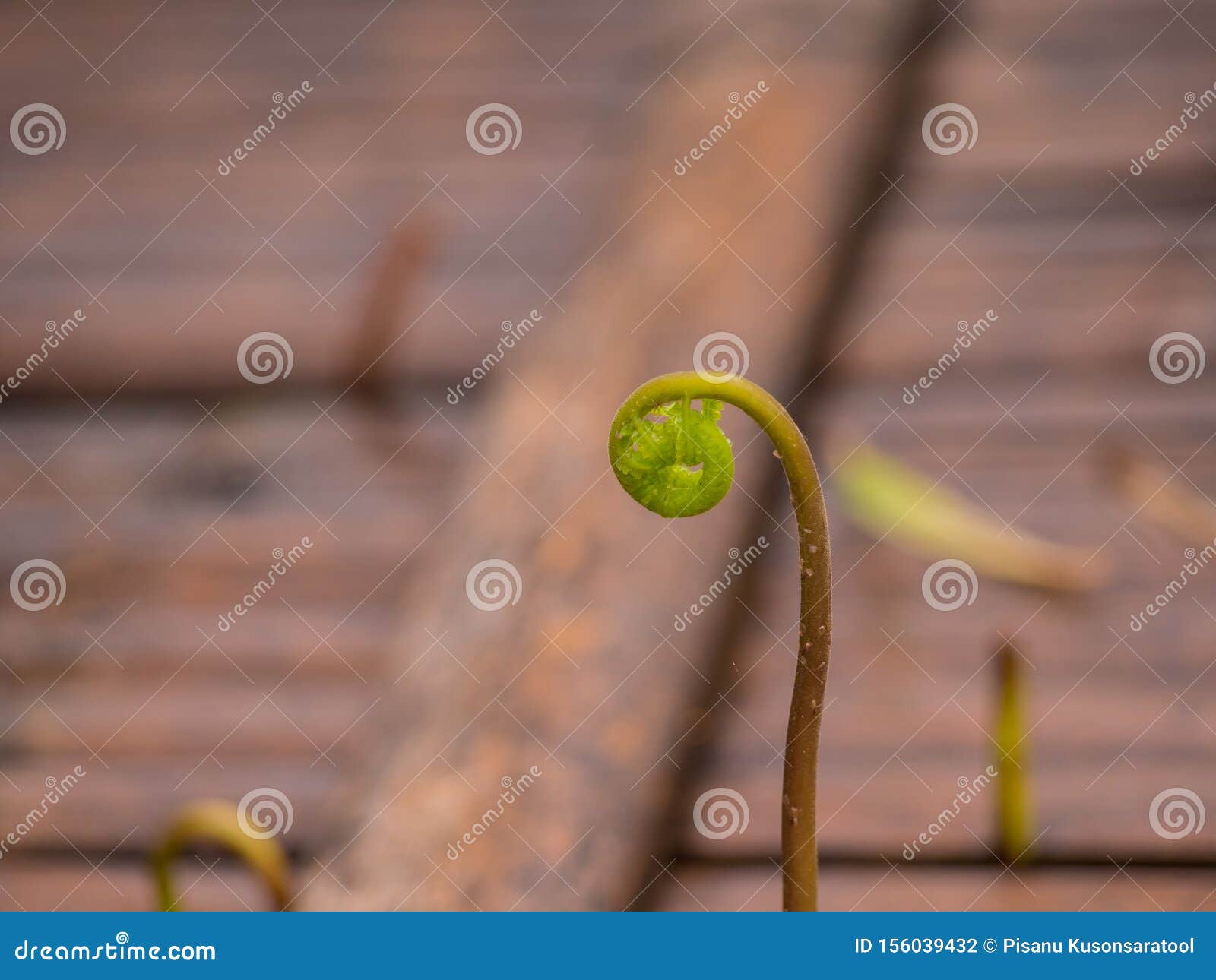 New ferns stock photo. Image of green, spring, foliage - 156039432