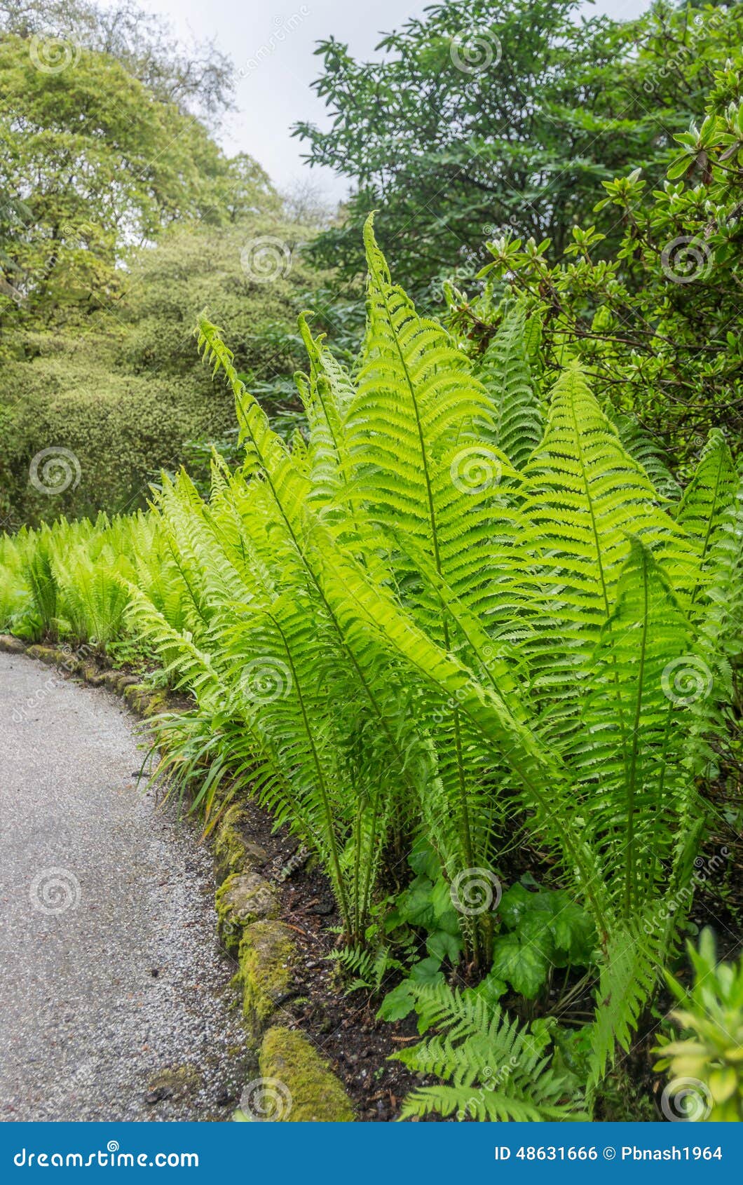 New ferns in the woods stock photo. Image of outdoor - 48631666