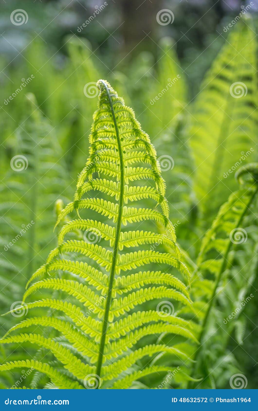 New ferns in the woods stock photo. Image of isolated - 48632572