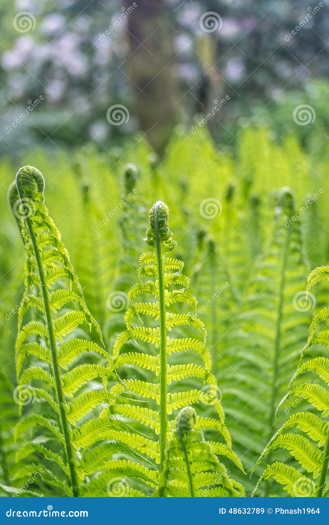 New ferns in the woods stock image. Image of light, botany - 48632789