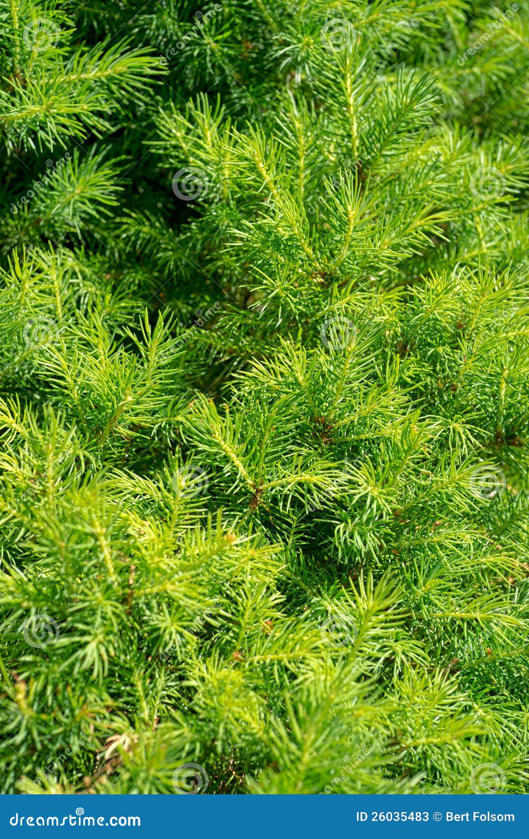 New fir tree needle growth stock image. Image of evergreen - 26035483