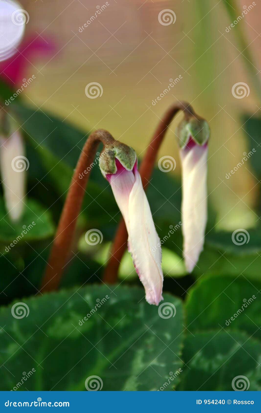New Flower Opening stock photo. Image of cyclamen, office - 954240