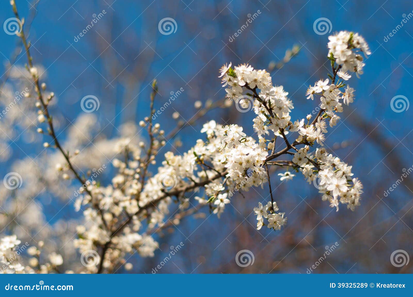 New flowers on spring stock image. Image of plant, peach - 39325289
