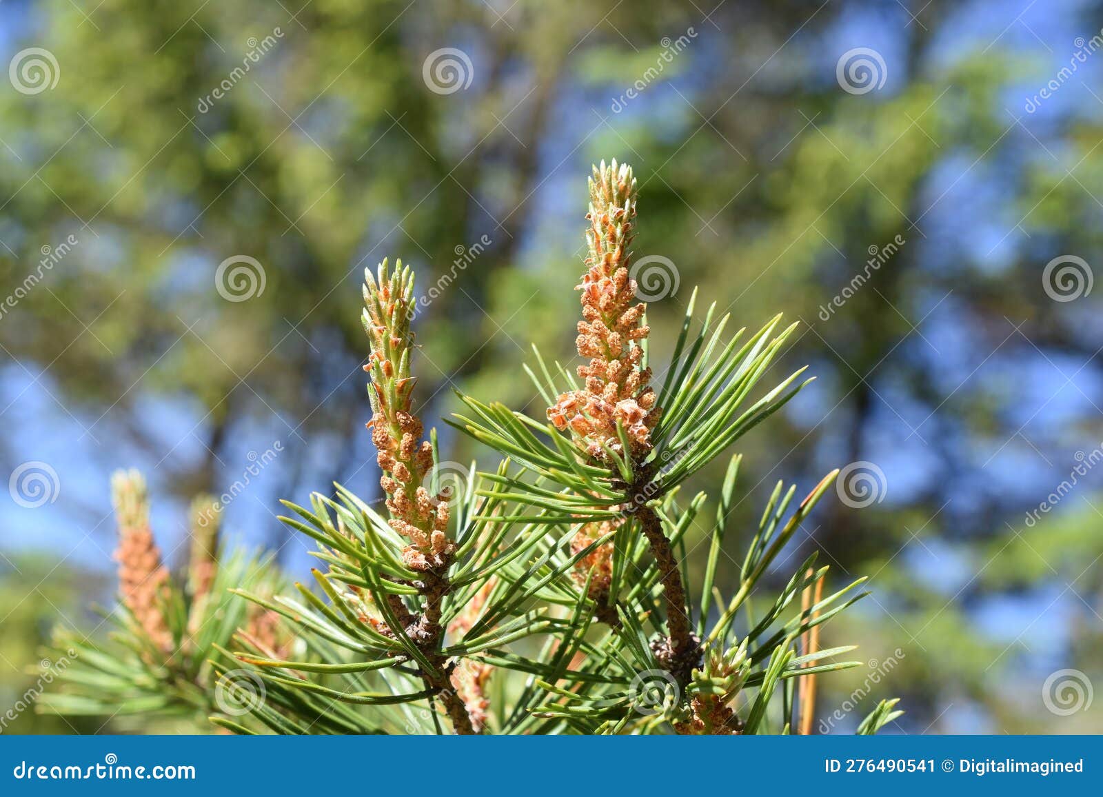 New Foliage and Cones on a Pine Tree in Spring Stock Image - Image of ...