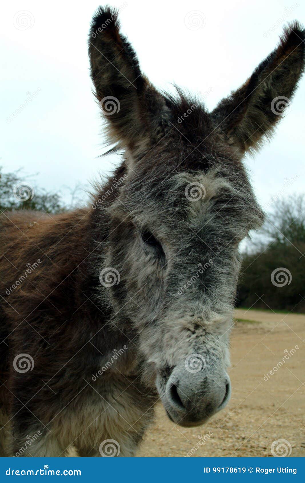 New Forest Donkey stock image. Image of creature, wildlife - 99178619