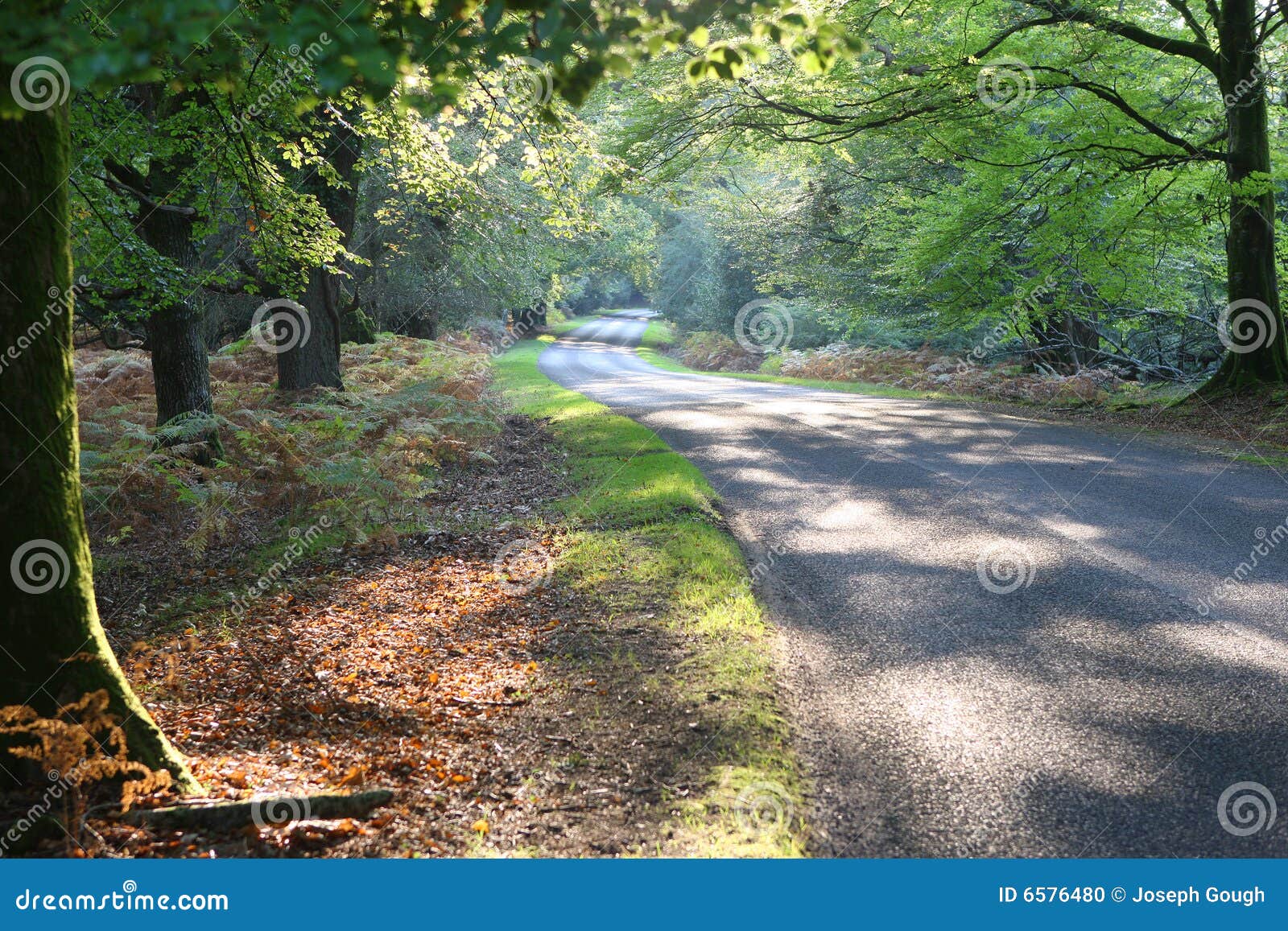 New Forest Drive in Autumn stock photo. Image of road - 6576480