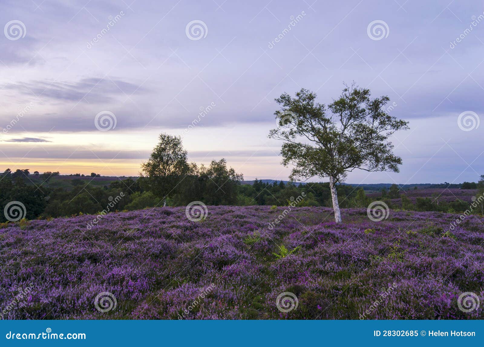 New Forest Heather in Bloom Stock Image - Image of sunset, birch: 28302685