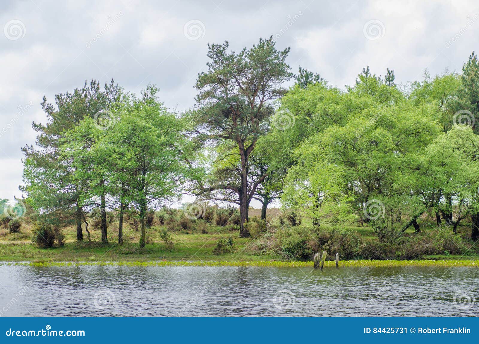 New Forest Lake stock image. Image of forest, canopy - 84425731