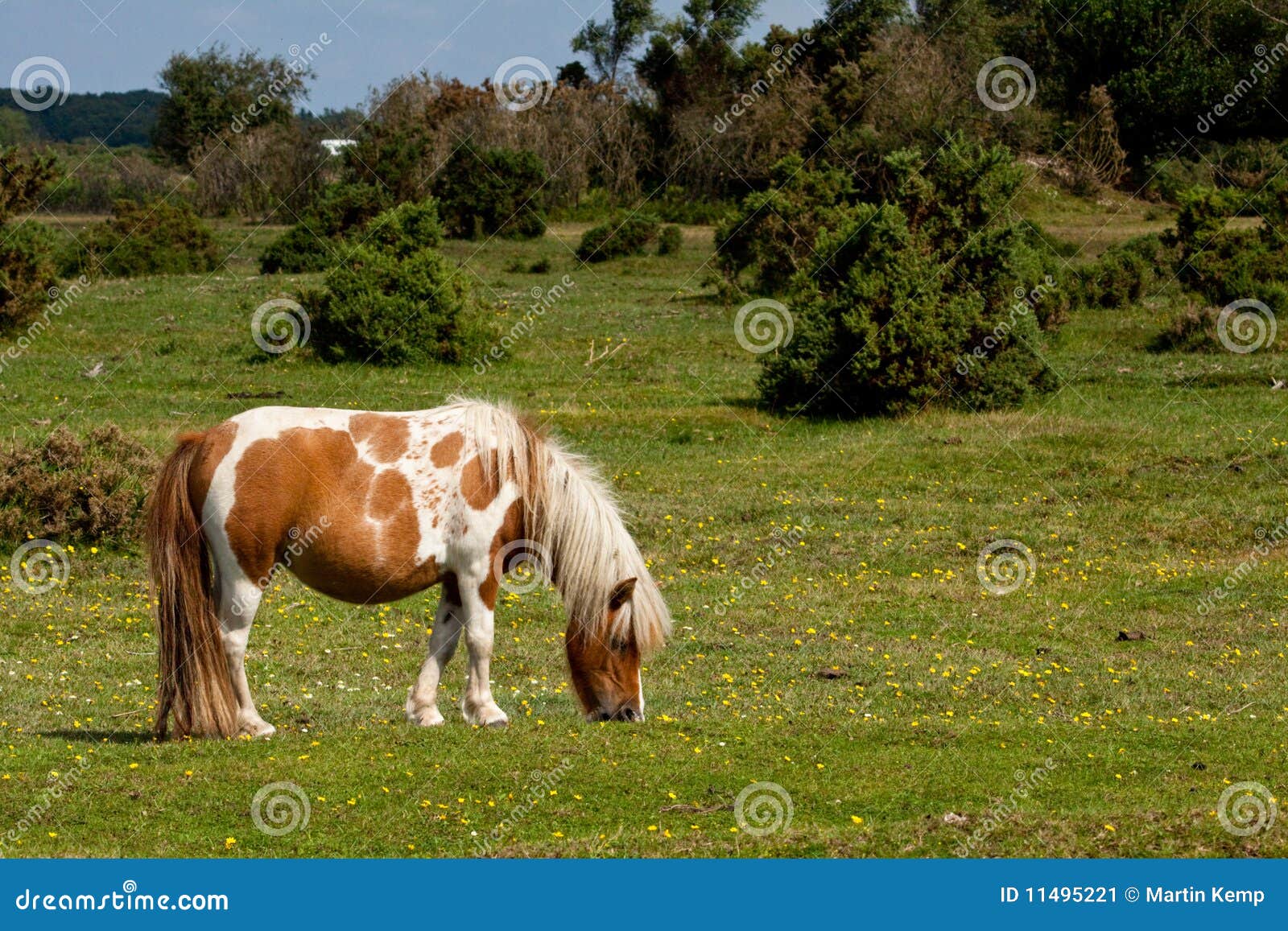 New Forest Pony stock image. Image of grass, forest, white - 11495221
