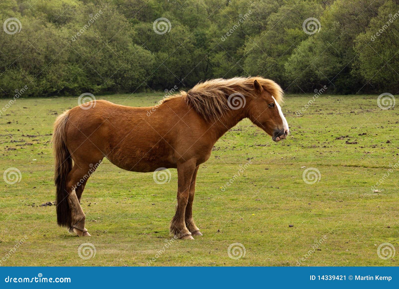 New Forest Pony stock image. Image of pony, freedom, field - 14339421