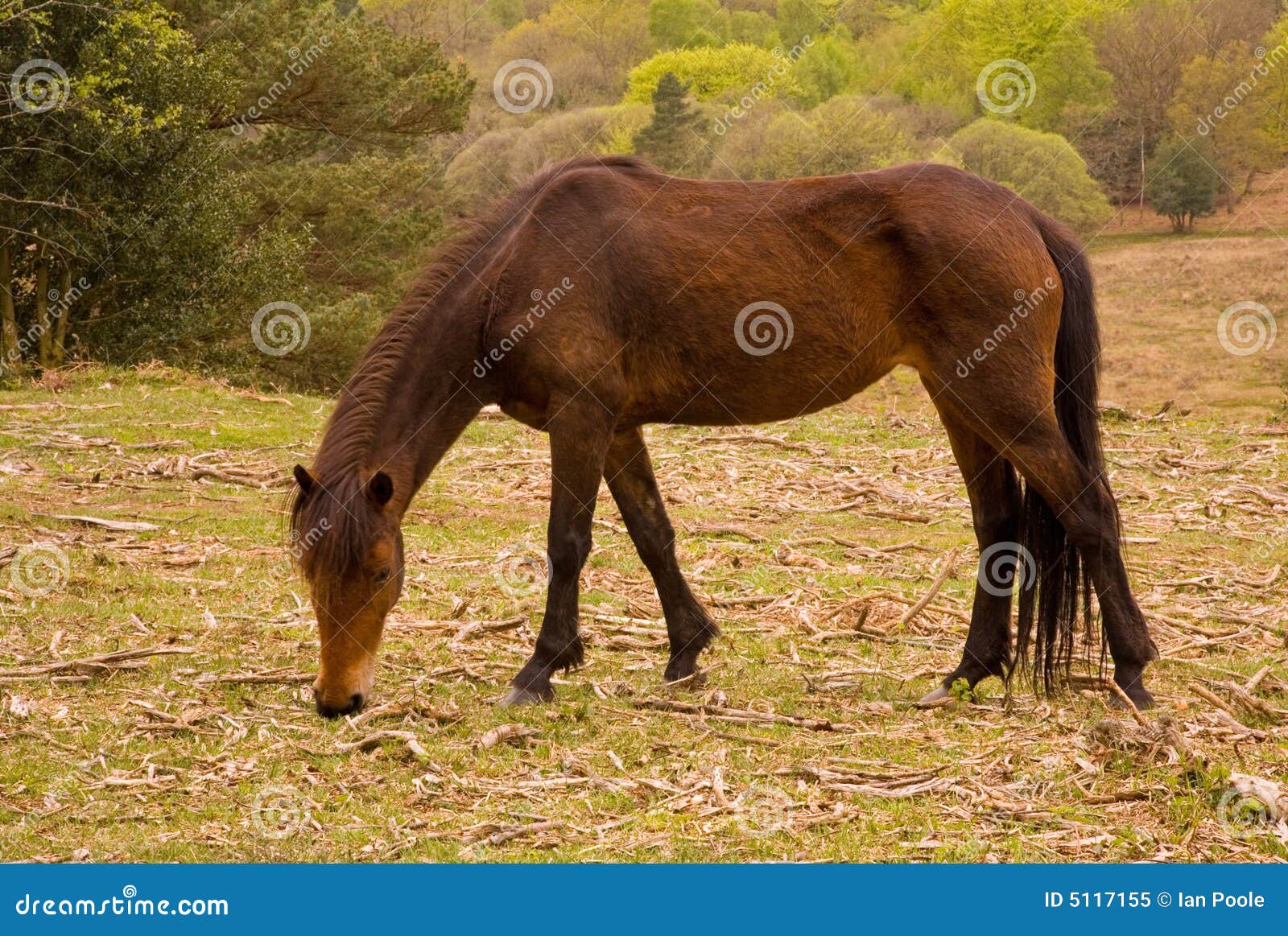 New Forest Pony stock image. Image of graze, pony, animal - 5117155