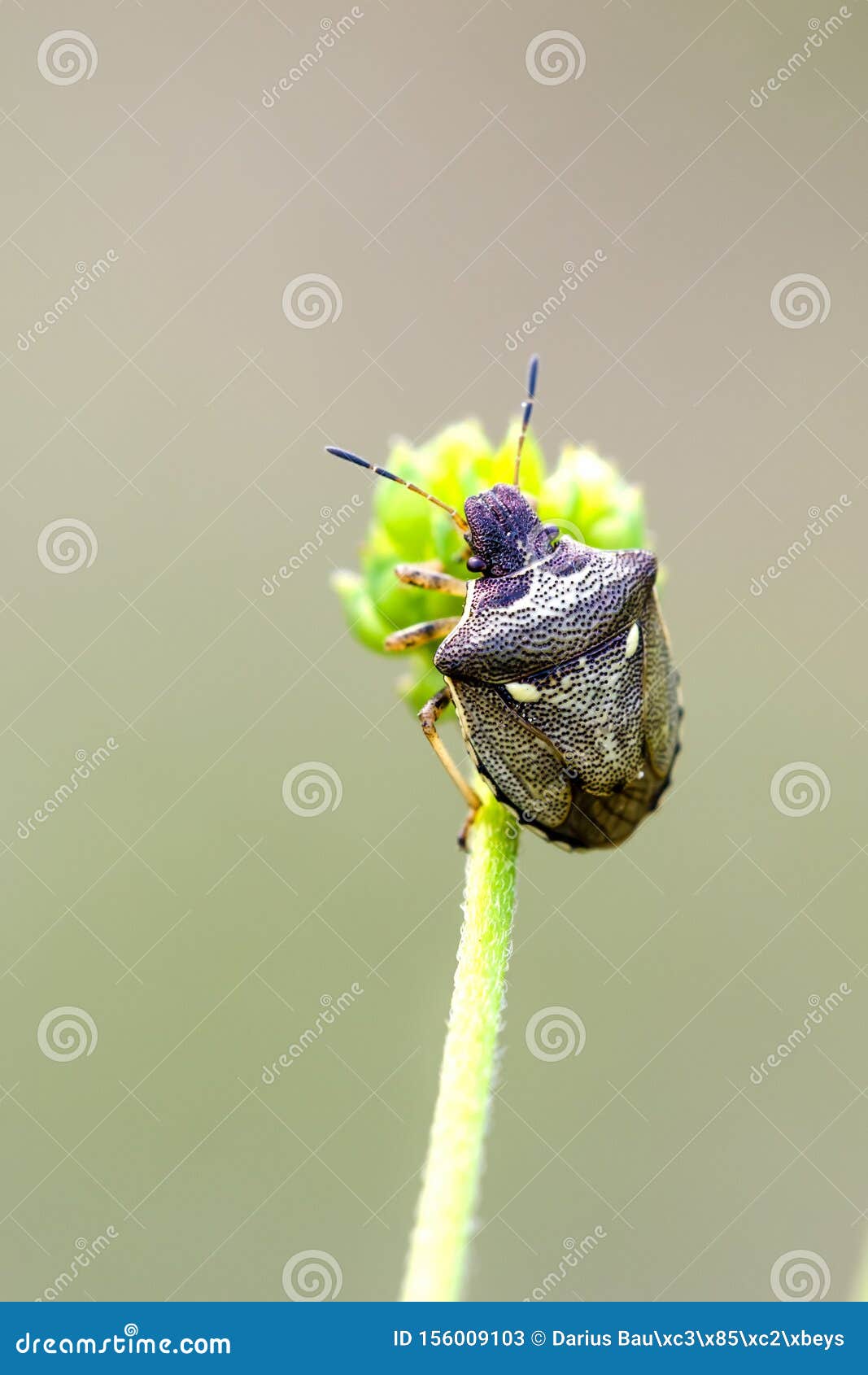 New Forest Shieldbug on Flower Stock Image - Image of beetle, wild ...