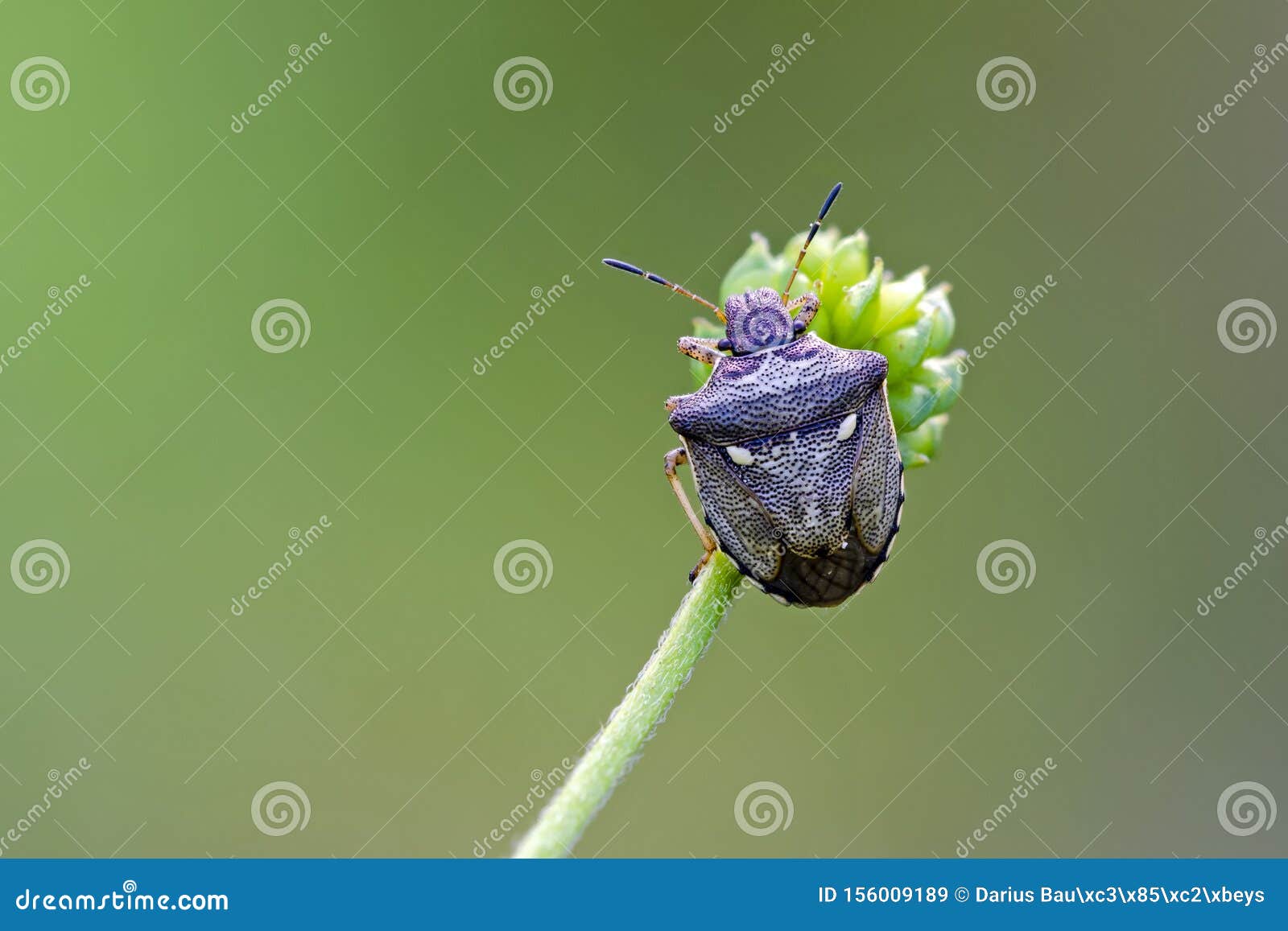 New Forest Shieldbug on Flower Stock Image - Image of nature ...