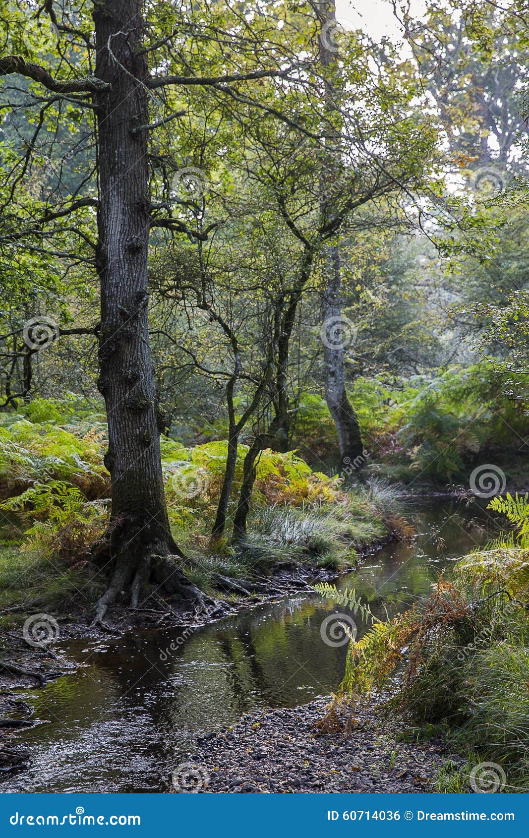 New Forest with stream stock photo. Image of spring, leaves - 60714036