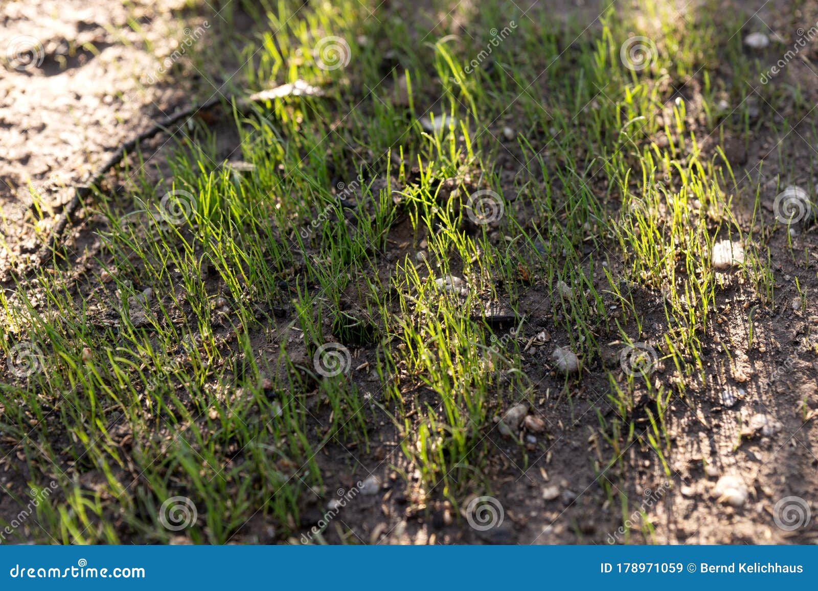 New Fresh Green Spring Grass Stock Image - Image of farm, background ...