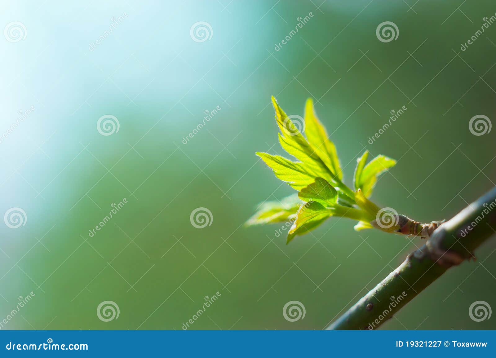 New Fresh Leaves on a Branch Stock Image - Image of leaf, green: 19321227