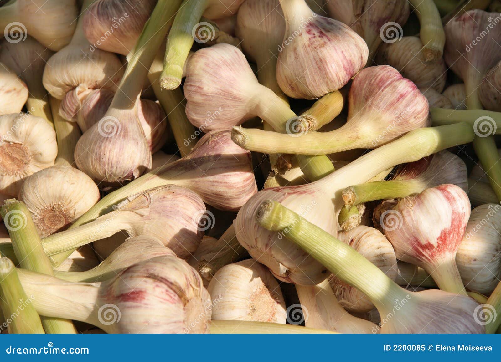 New fresh spring garlic stock image. Image of ingredients - 2200085