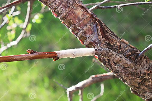 A New Grafted Branch on a Tree Stock Photo - Image of spring, orchard ...