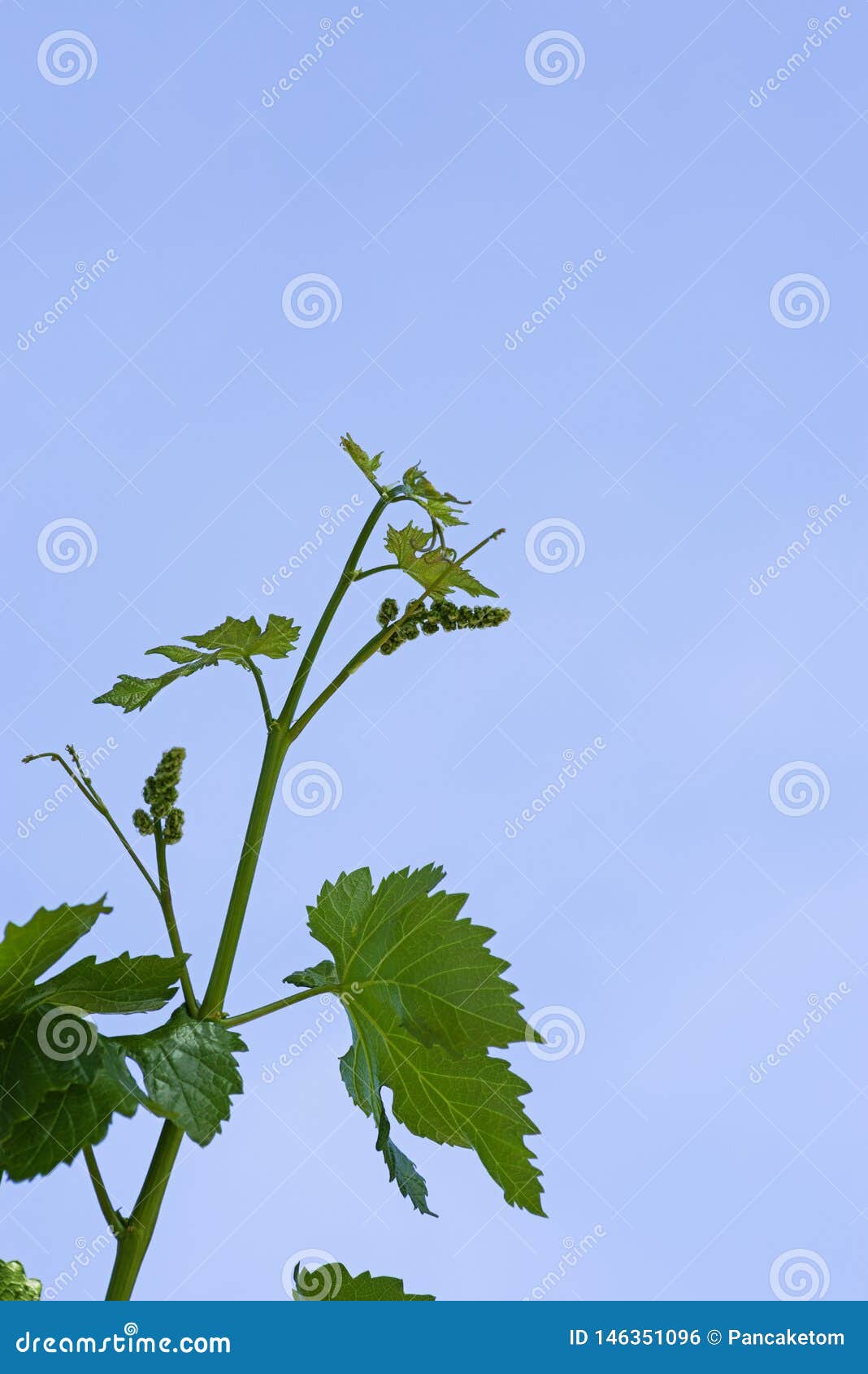 New Grape Vine stock photo. Image of leaves, vegetation - 146351096