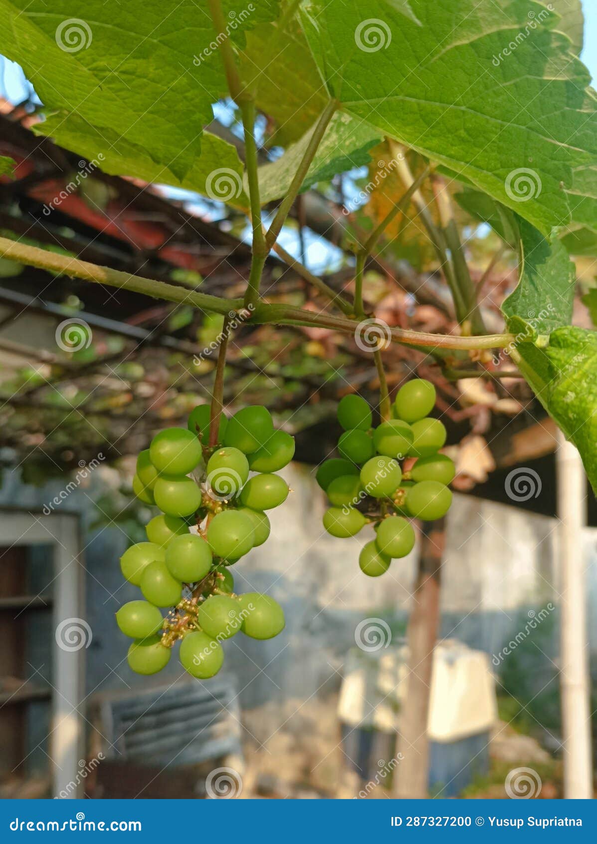 New Grapes Growing in the Field Brhind the House Stock Photo - Image of ...