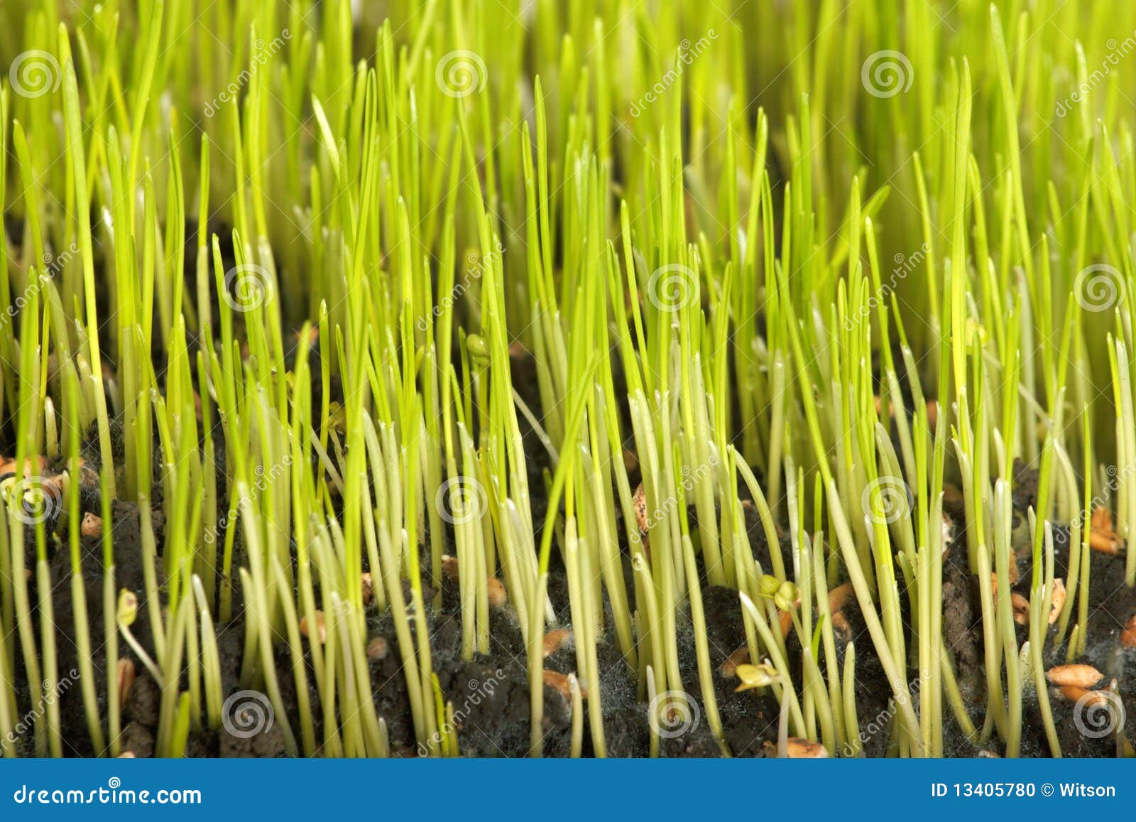 New grass stock photo. Image of cloud, rural, fresh, lawn - 13405780