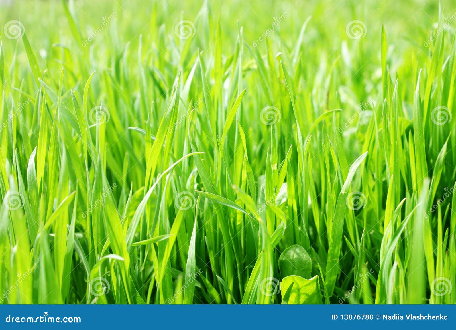 New grass stock photo. Image of outdoors, serene, growth - 13876788
