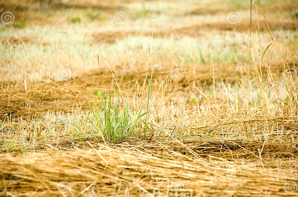 New grass stock photo. Image of dewdrop, grow, reap, morning - 1628736